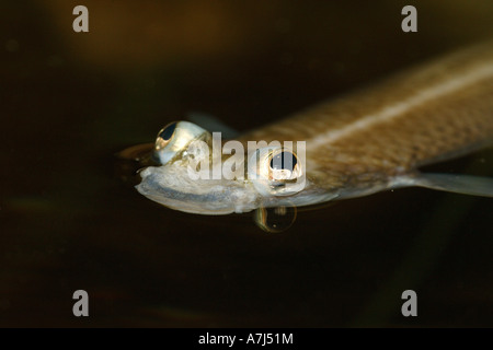 Largescale four-eyed fish - Anableps anableps Stock Photo - Alamy