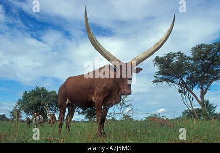 Ankole cattle Uganda Stock Photo - Alamy