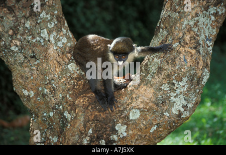 Red tailed monkey Cercopithecus ascinius Uganda Stock Photo - Alamy