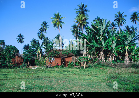 Traditional Swahili house with roof of palm thatch and walls of mud and ...