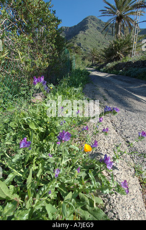 Tenerife Landscape in Spring Bajamar Stock Photo - Alamy
