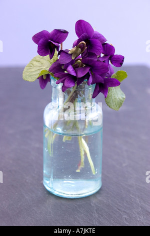 Violets in a vase Stock Photo - Alamy