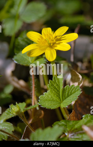 Strawberry flower among green leaves in spring Stock Photo - Alamy