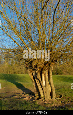 Willow tree forest in the wetland of Lake Barrea in the Abruzzo, Lazio ...