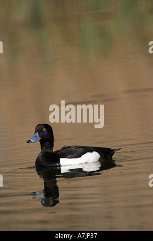 Male Tufted Duck Aythya fuligua London UK early spring Stock Photo - Alamy