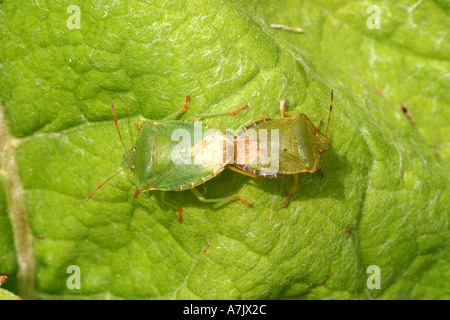 birch Sheild bug Stock Photo - Alamy