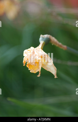 Daffodil Dying In the Garden Stock Photo - Alamy