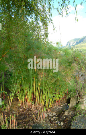 Cyperus papyrus 'Nanus'. Cyperus papyrus 'Nanus' Stock Photo - Alamy