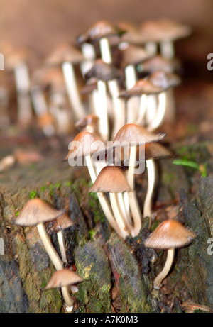 Long Slender Toadstools Growing on Old Tree Trunk at Cathedral Peak ...