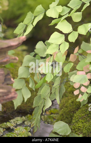 Silver-dollar fern, Peruvian maidenhair (Adiantum peruvianum), leaflets ...