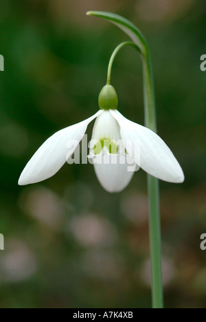 Galanthus Mighty Atom snowdrop Stock Photo - Alamy