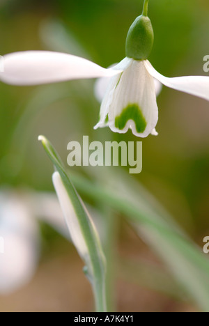 Galanthus Magnet,snowdrop,snowdrops, spring, flower, flowers, flowering ...