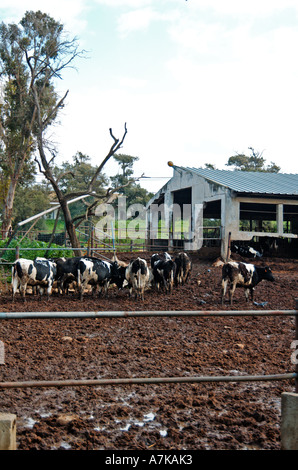 Young calves in an enclosure at a dairy farm Stock Photo - Alamy