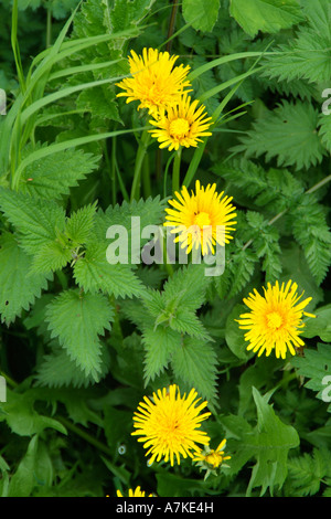 Stinging nettles (Urtica), and common dandelion (Taraxacum sect ...