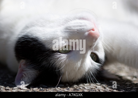 Cat crawling on the floor Stock Photo - Alamy