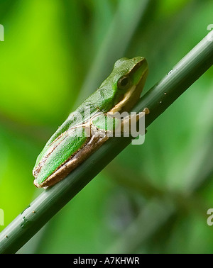 Eastern Sedge Frog (Litoria fallax Stock Photo - Alamy