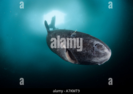Greenland shark under ice Somniosus microcephalus Canada Arctic ...