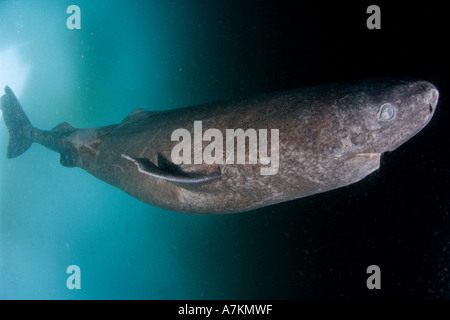 Greenland shark under ice Somniosus microcephalus Canada Arctic ...