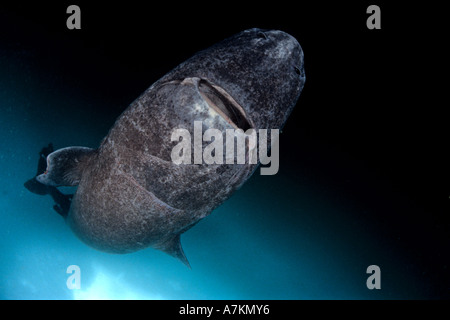 Greenland shark under ice Somniosus microcephalus Canada Arctic ...