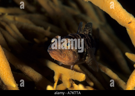 Fish over a sponge Trematomus bernacchii Antarctica Antarctic Peninsula ...