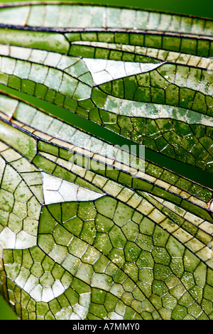 Fragment of an insect wing Stock Photo - Alamy