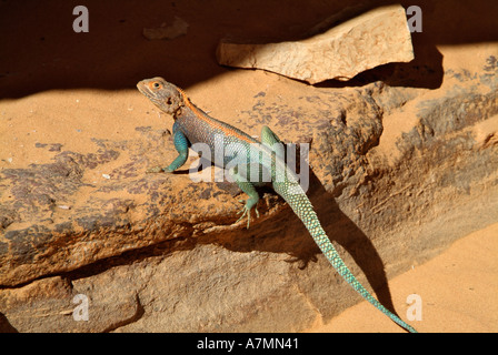 Lizard, Jebel Acacus, Sahara Desert, Libya Stock Photo - Alamy