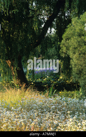 Ox-eye daisy meadow, weeping willow and campanula in background ...
