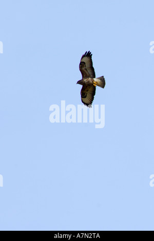Nice clear shot of a common buzzard from below gliding in flight ...