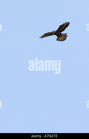 Nice clear shot of a common buzzard sitting on a telegraph pole looking ...