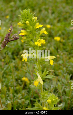 YELLOW BARTSIA Parentucellia viscosa (Scrophulariaceae Stock Photo - Alamy