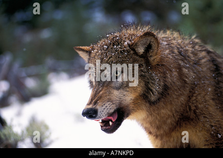Grey wolf snarling with teeth bared and lips curled back showing teeth ...