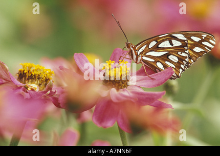 A Gulf Fritillary butterfly lands on a flower in a yard Monday, Oct. 6 ...