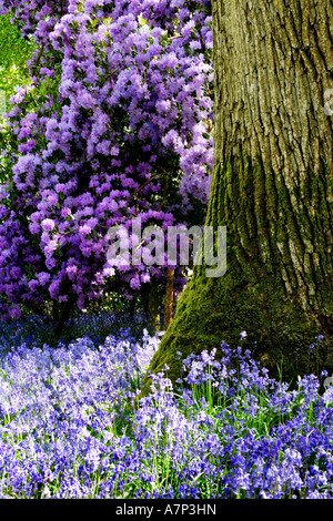 Purple rhododendron tree and bluebells at Bowood House Rhododendron ...