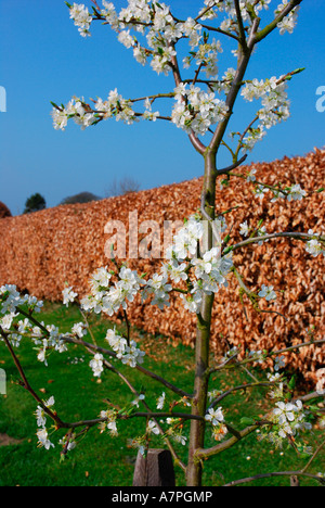 Victoria plum blossom Stock Photo - Alamy