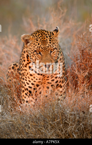 A male leopard marking its territory Stock Photo - Alamy