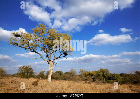 Leadwood tree (Combretum imberbe) in a bushveld setting Sabi Sand Game ...