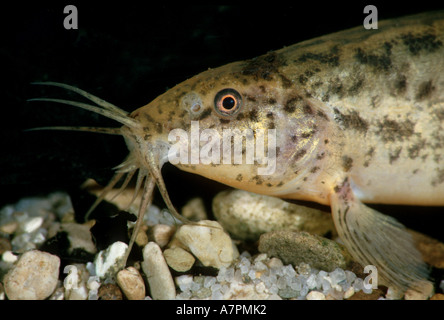 Japanese weatherfish (Misgurnus anguillicaudatus), portrait, male and ...