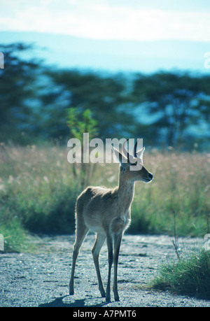 mountain reedbuck, Redunca fulvorufula, is an antelope found in ...