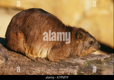 Hyrax on a stone Stock Photo - Alamy