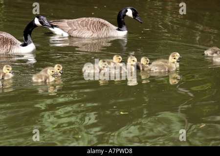 Family of Canada Geese out for a swim on Canada Day 2025 Stock Photo ...