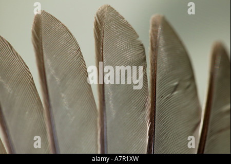 Wing feathers of a white throated robin South Africa Stock Photo - Alamy