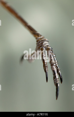 The foot and claw of a whitethroated robin South Africa Stock Photo - Alamy