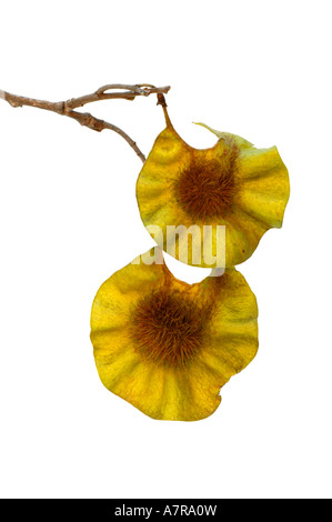 Two circular kiaat seeds Pterocarpus angolensis Nelspruit Mpumalanga ...