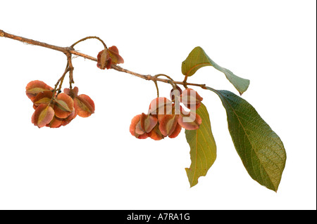 A cluster of Combretum apiculatum red bushwillow seeds Nelspruit ...