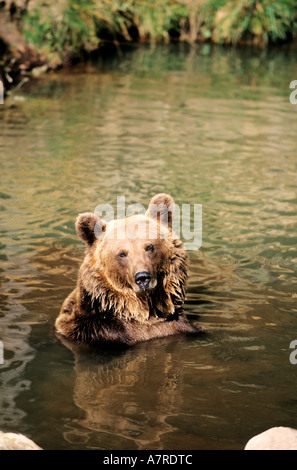 France, Pyrenees Orientales, brown bear of the Pyrenees to the ...