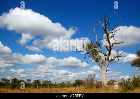Leadwood tree Combretum imberbe in dry bushveld Kruger National Park ...