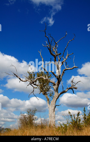 Leadwood tree Combretum imberbe in dry bushveld Kruger National Park ...