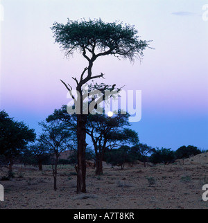 Acacia tree and full moon in the dunes of the Adrar desert near ...