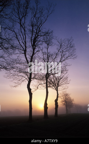 France, Allier, mist in the forest of Tronçais Stock Photo - Alamy