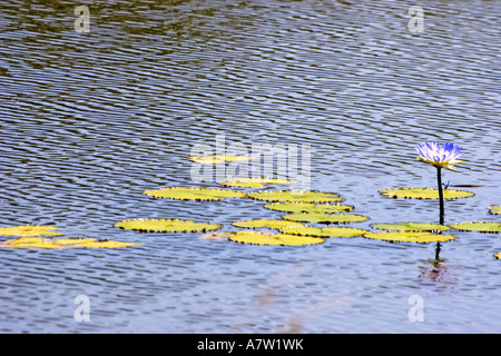 The Blue Water lily, Nymphaea caerulea. Indian Blue Lotus is a Stock ...
